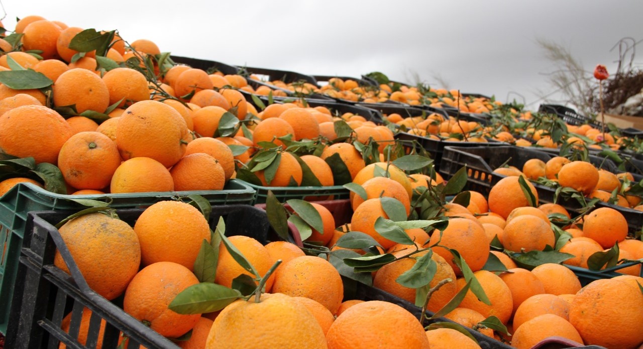 Morocco Sets a Record for Orange Exports to the United States in 2024 ...